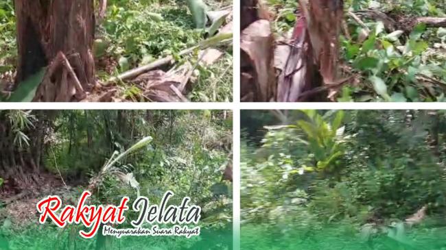 Karto Cs Bacok Pohon Pisang Milik Tetangga, Pemilik Lahan Lapor Polisi